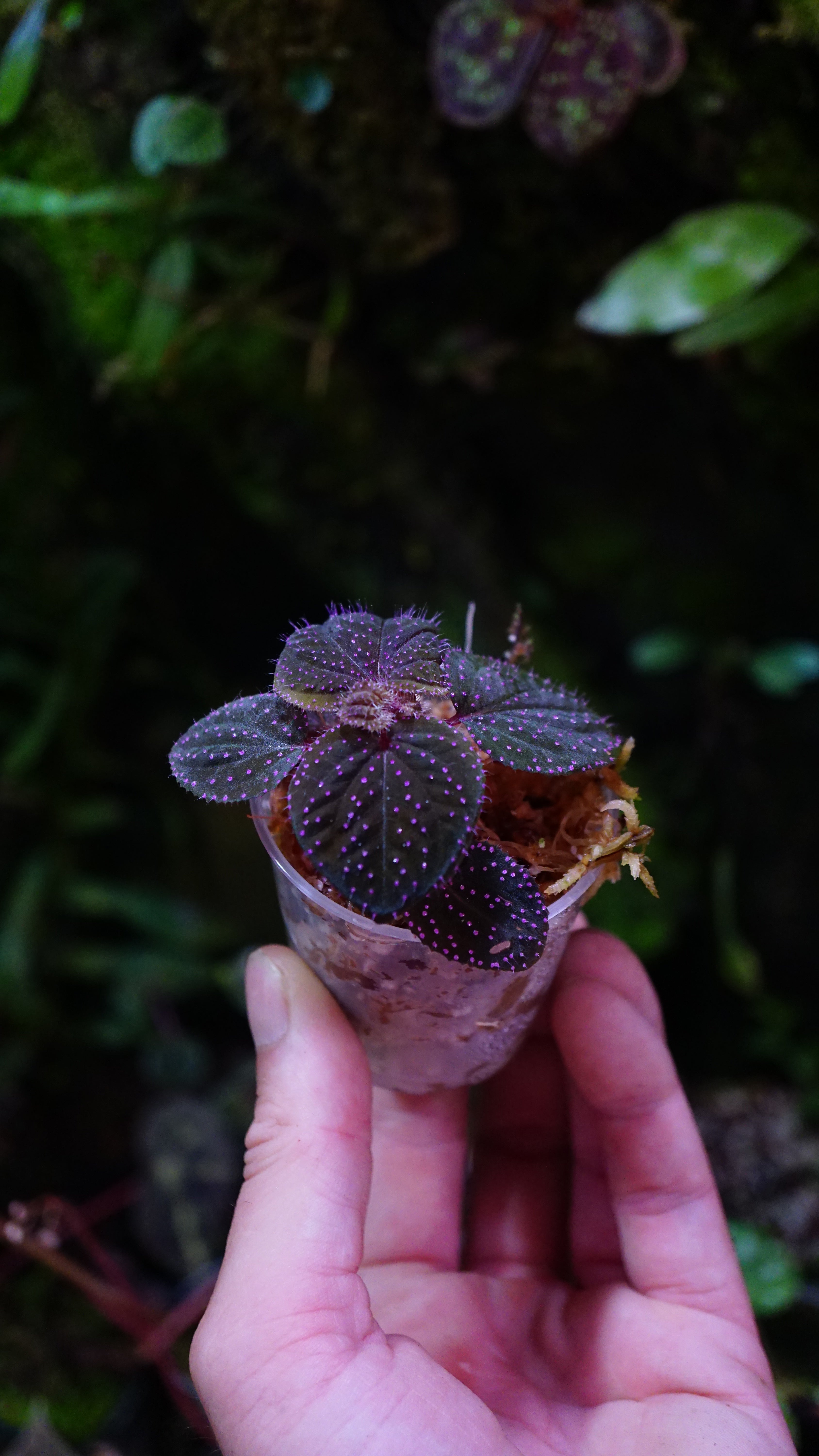 Sarcopyramis sp pink – Plant leaf shop