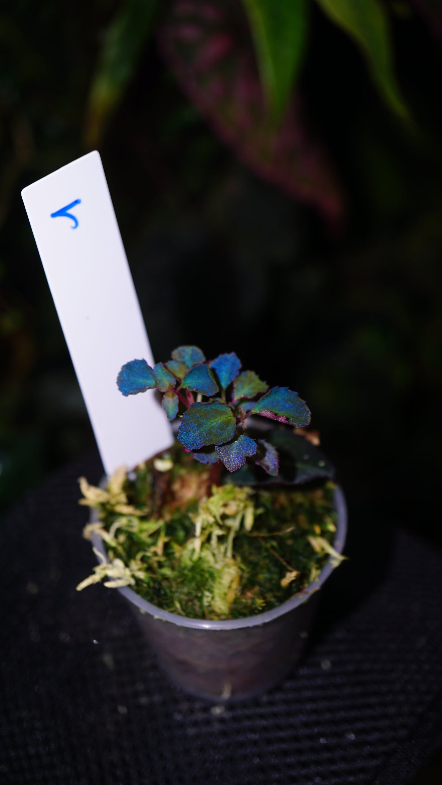 Sarcopyramis Sumatra 1 – Plant leaf shop