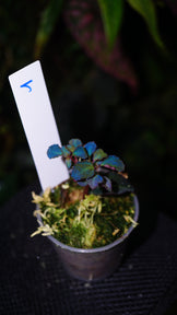 Sarcopyramis Sumatra 1 – Plant leaf shop
