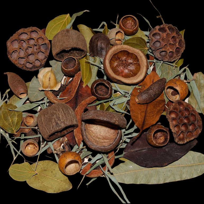 DENDRO'MIX – Plant leaf shop